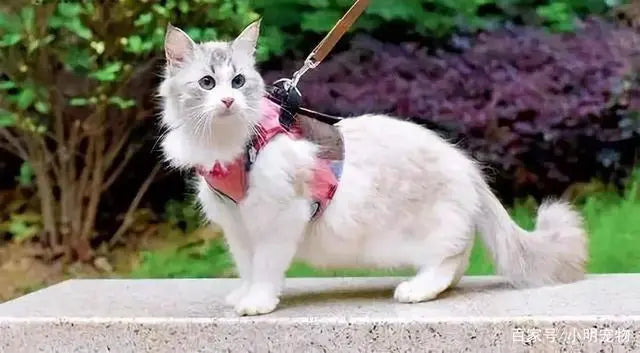 Calico Cat Breed Profile Characteristics And Care🐱 Orsda