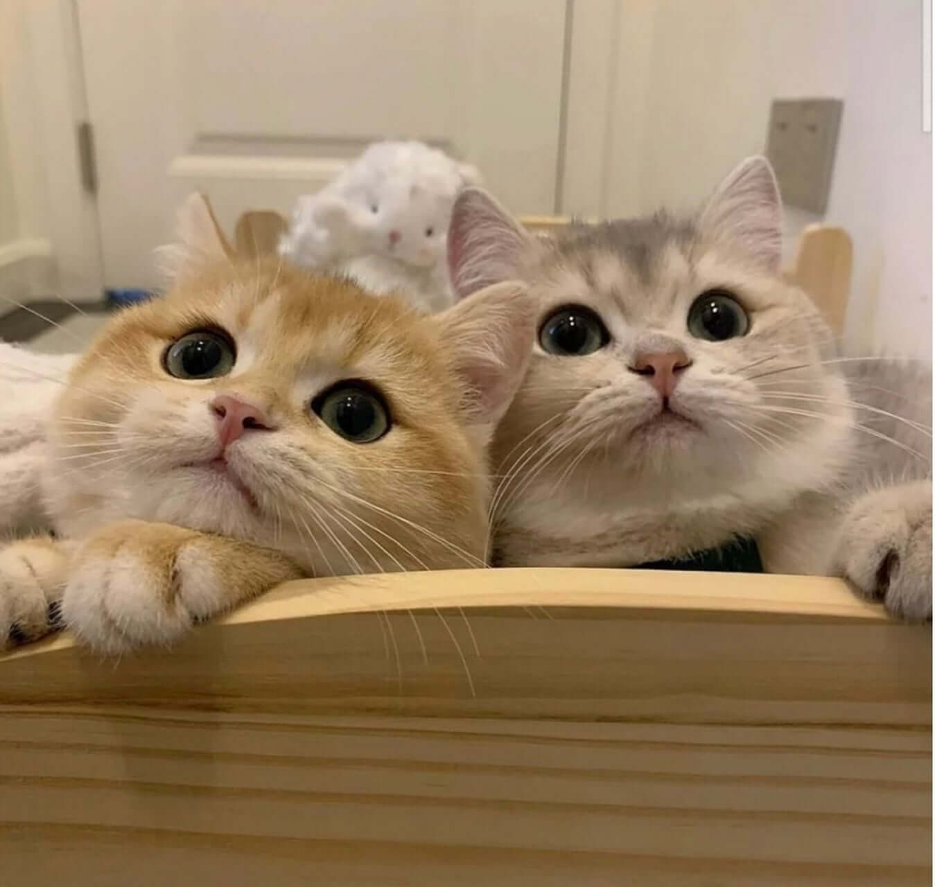 8 Must-Know Cat Loves - Pleasing Your Feline– ORSDA