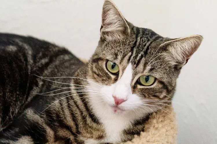 Understanding Cat Tail Talk🐈– ORSDA